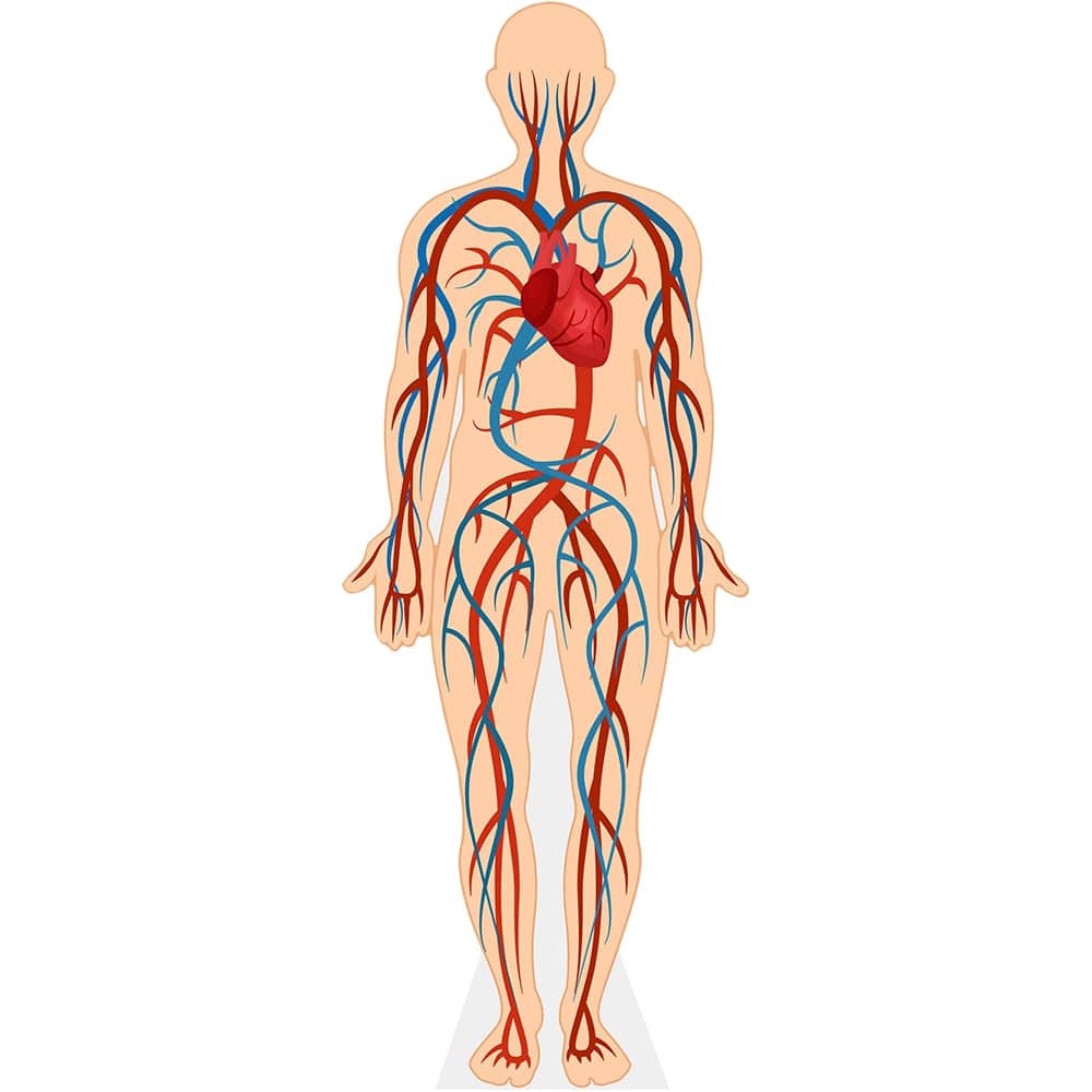 Human Body (Circulatory System) Cardboard Cutout - Celebrity Cutouts